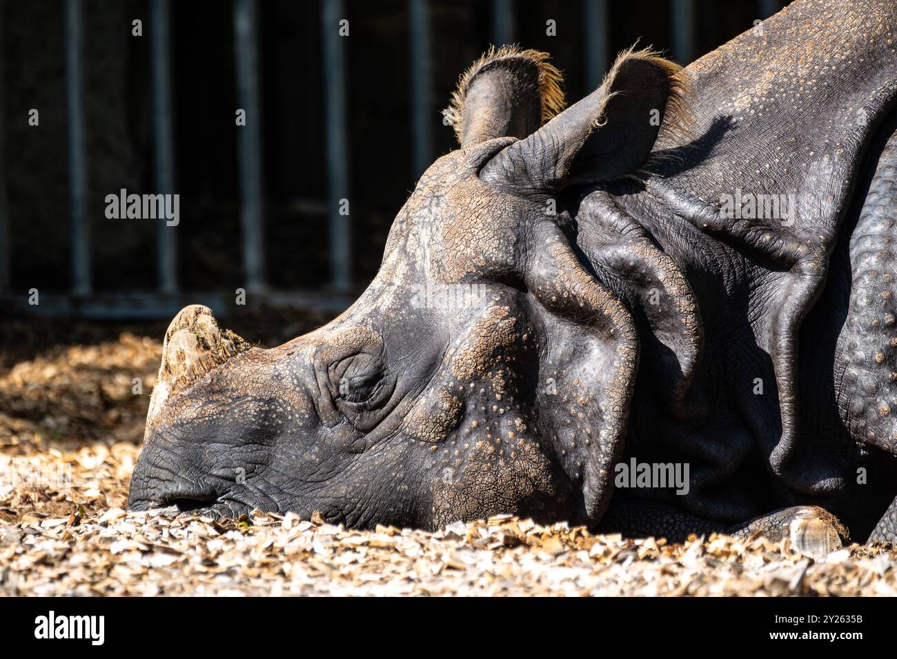 Das indische Nashorn, Rhinoceros unicornis wird auch als größere One-horned Rhinoceros und ...