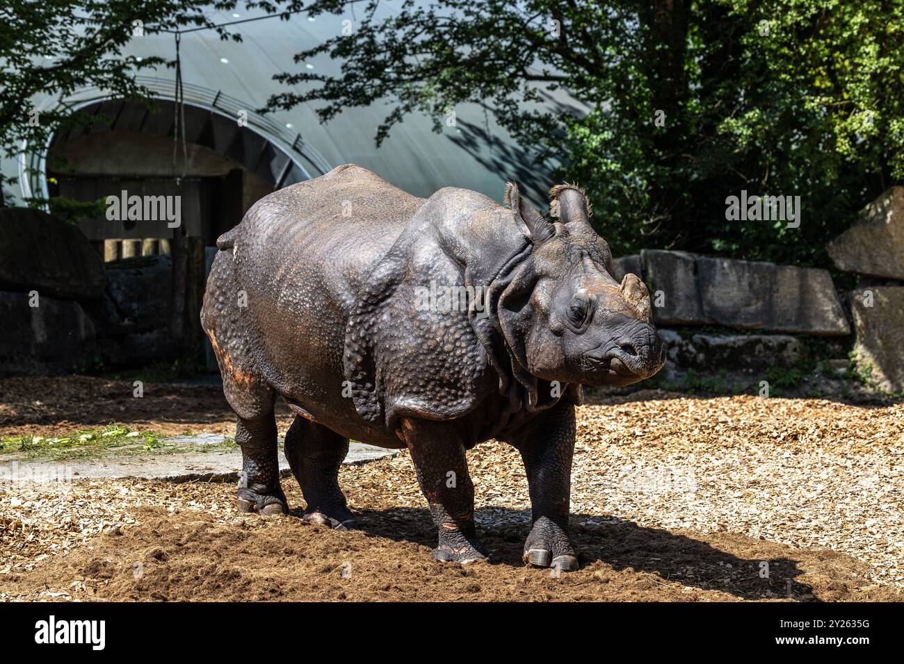 Das indische Nashorn, Rhinoceros unicornis wird auch als größere One-horned Rhinoceros und ...