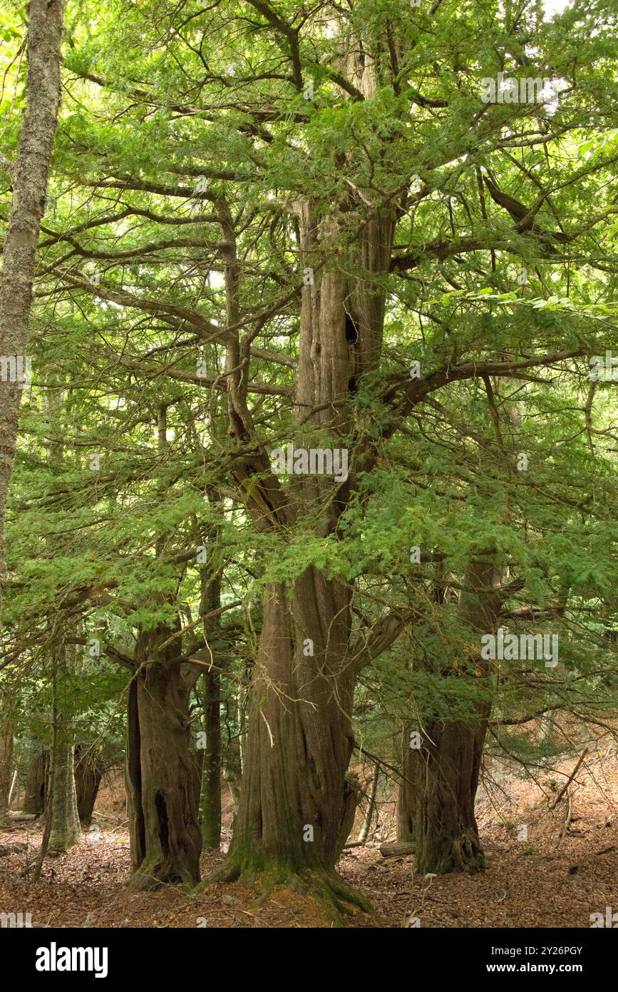 Die Europäische Eibe (Taxus baccata) ist ein immergrüner Baum, der in ...