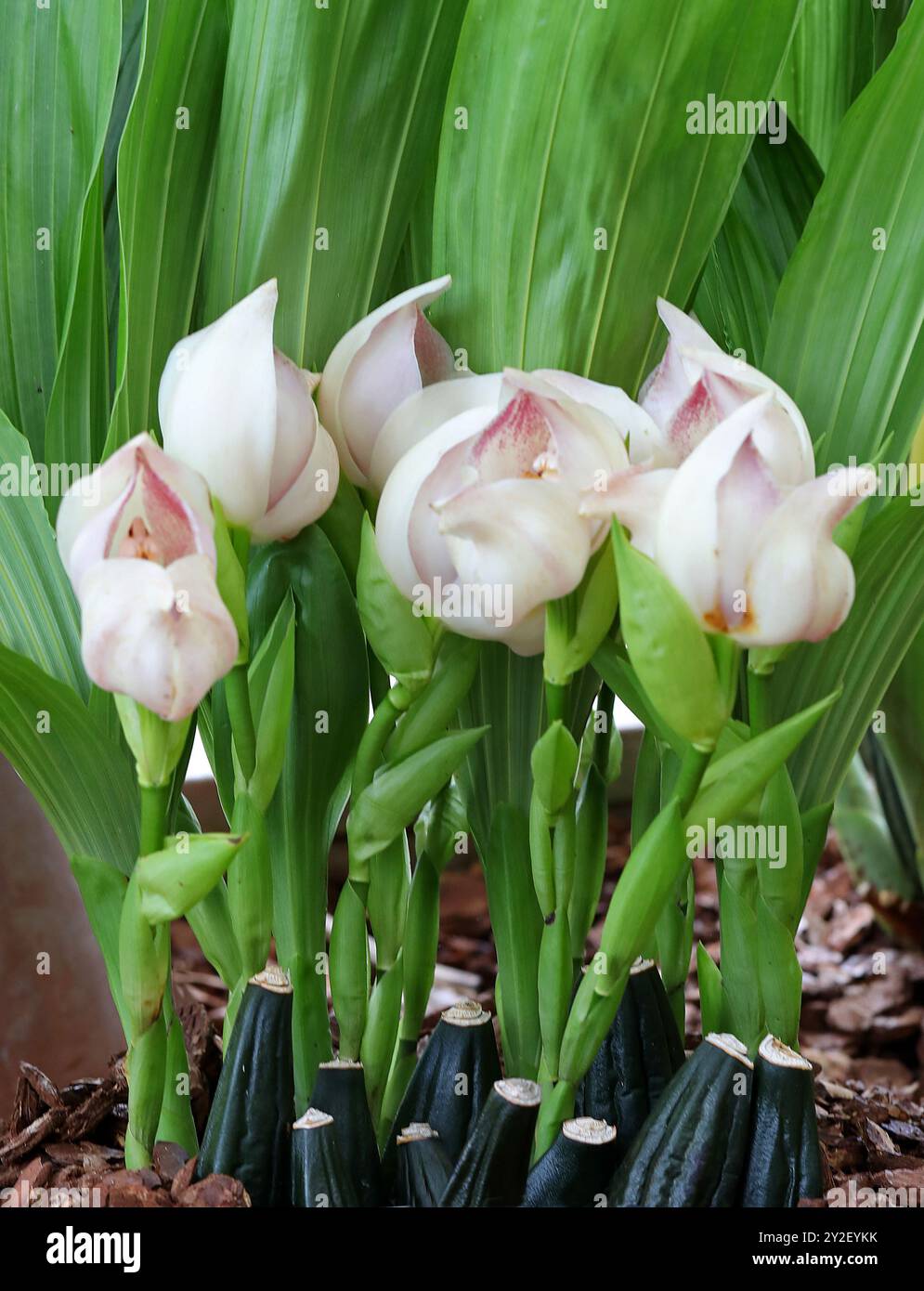 Anguloa clowesii x anguloa michellii -Fotos und -Bildmaterial in hoher ...