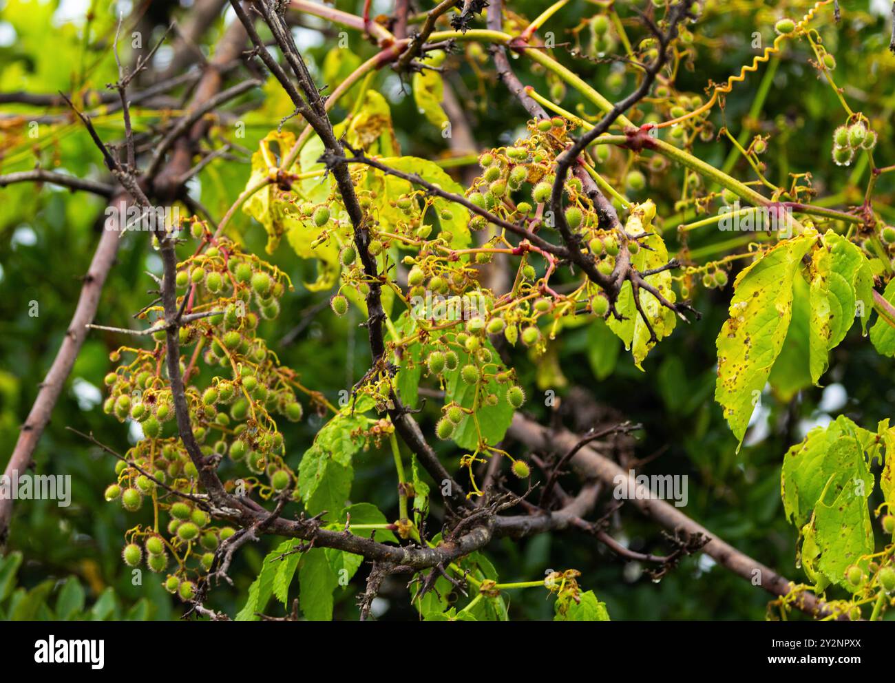 Die Wild Grape Rebe ist ein kräftiger Kletterer, der Sträucher und ...