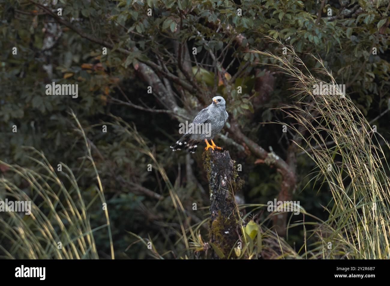 Ein grauer Falke, Buteo nitidus, thront auf einem Baumstumpf in Costa ...