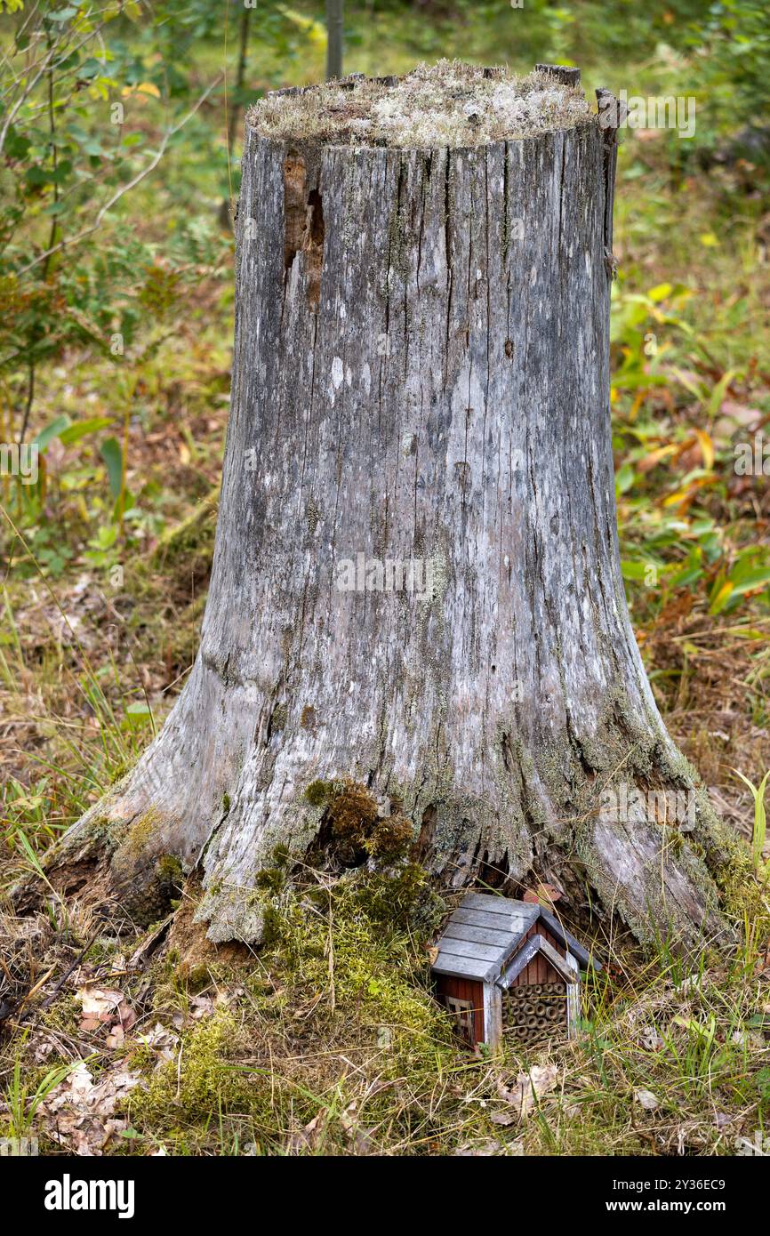 Ein großer, verwitterter Baumstumpf in einem Wald, bedeckt mit Moos und ...