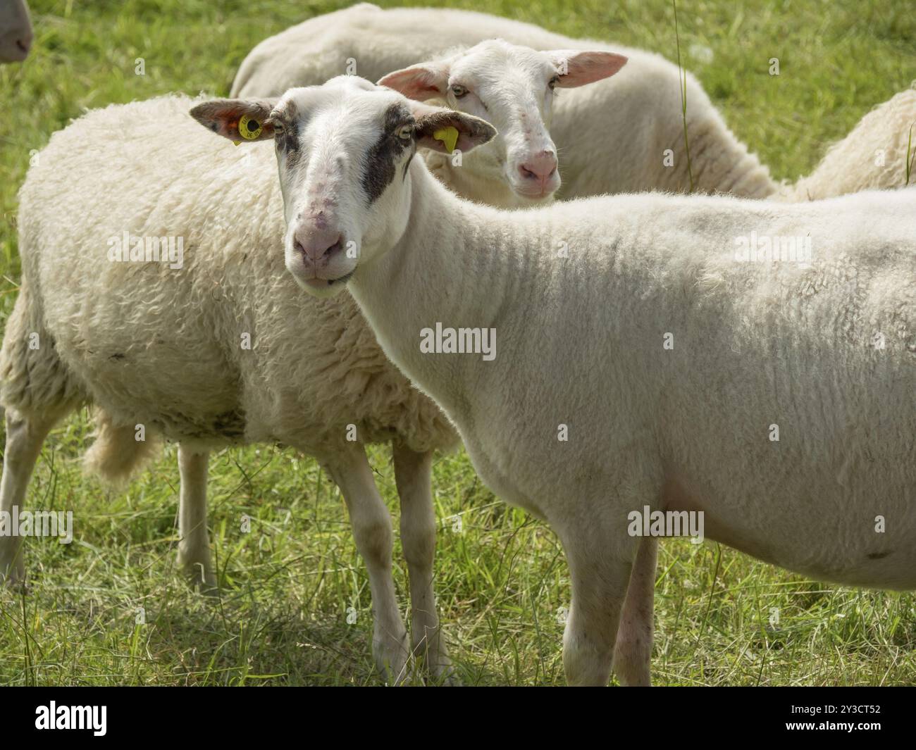 Nahaufnahme von zwei Schafen auf einer grünen Wiese, aufmerksam auf die ...