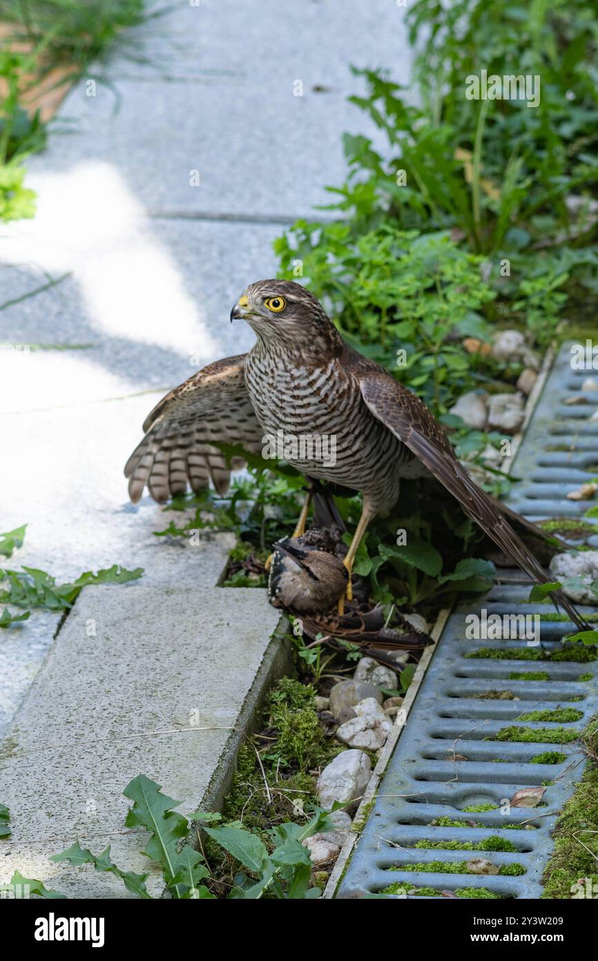 Ein Sperber mit frisch erlegter Beute in Aachen am 7. September 2024 ...