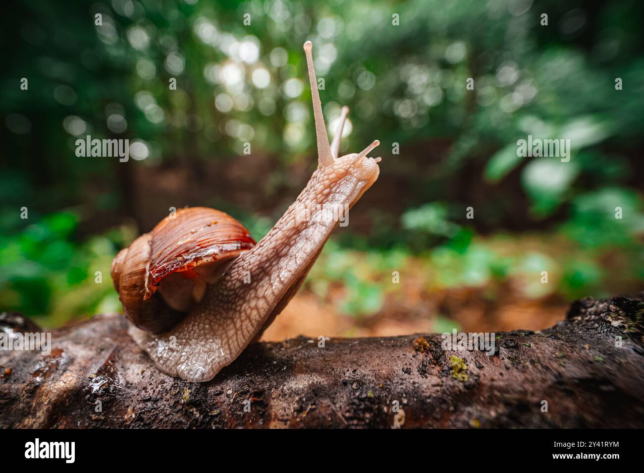 Eine Nahaufnahme einer Schnecke (Helix pomatia), die auf moosbedeckter ...
