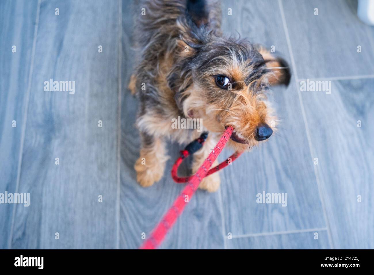 Ein junger Hund beißt und zieht hart an der Leine in einer freundlichen ...