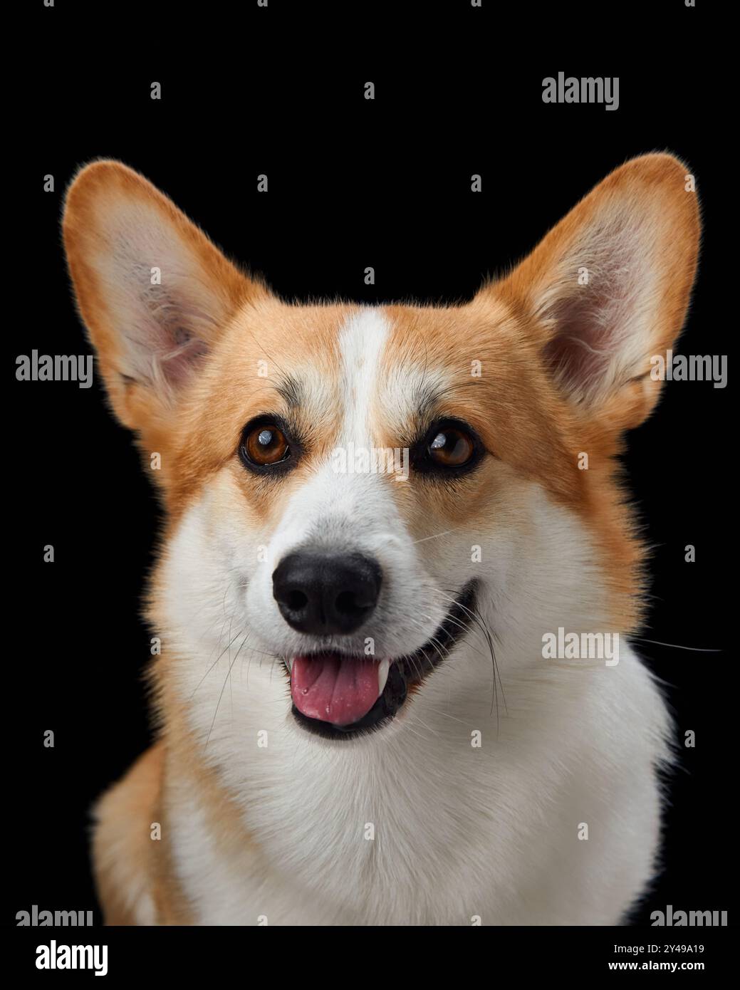 Ein fröhlicher Pembroke Waliser Corgi grinst in Nahaufnahme vor einem ...