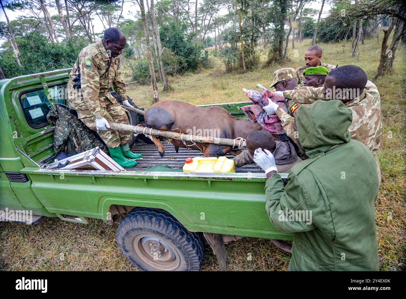 Die Ranger der Uganda Wildlife Authority steckten einen Topi mit ...