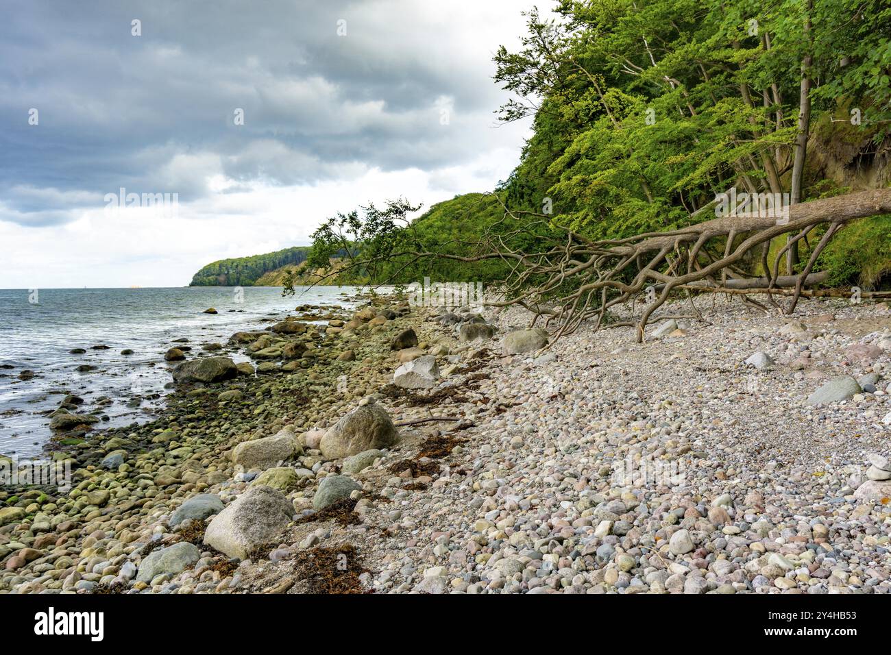 Der Hochuferwanderweg von Baabe über Sellin nach Binz, durch dichten ...