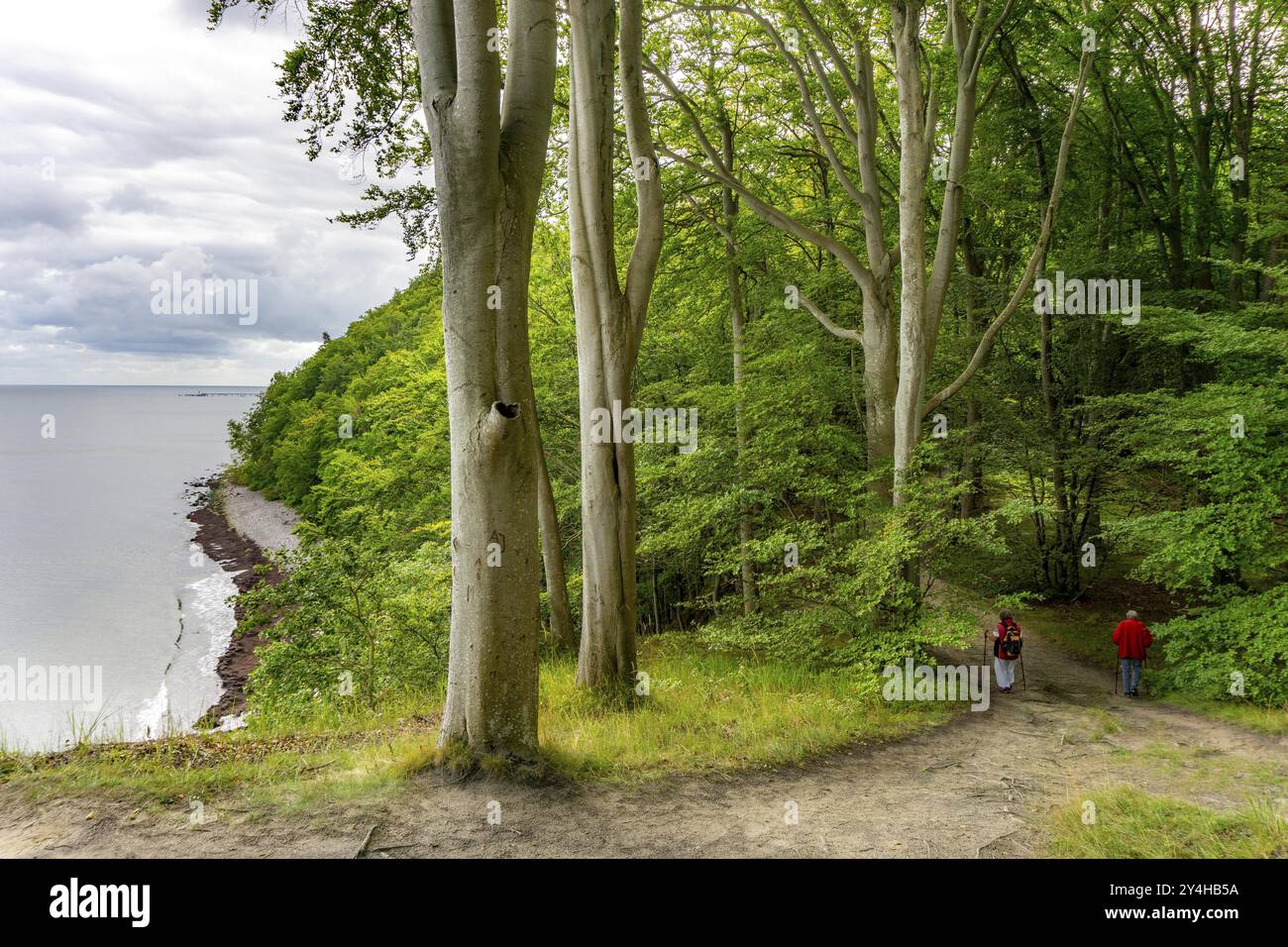 Der Hochuferwanderweg von Baabe über Sellin nach Binz, durch dichten ...