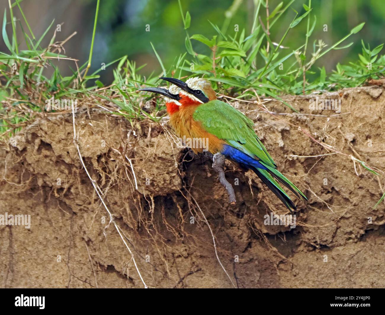 Zwei Bienenfresser (Merops bullockoides) sitzen nebeneinander auf der ...