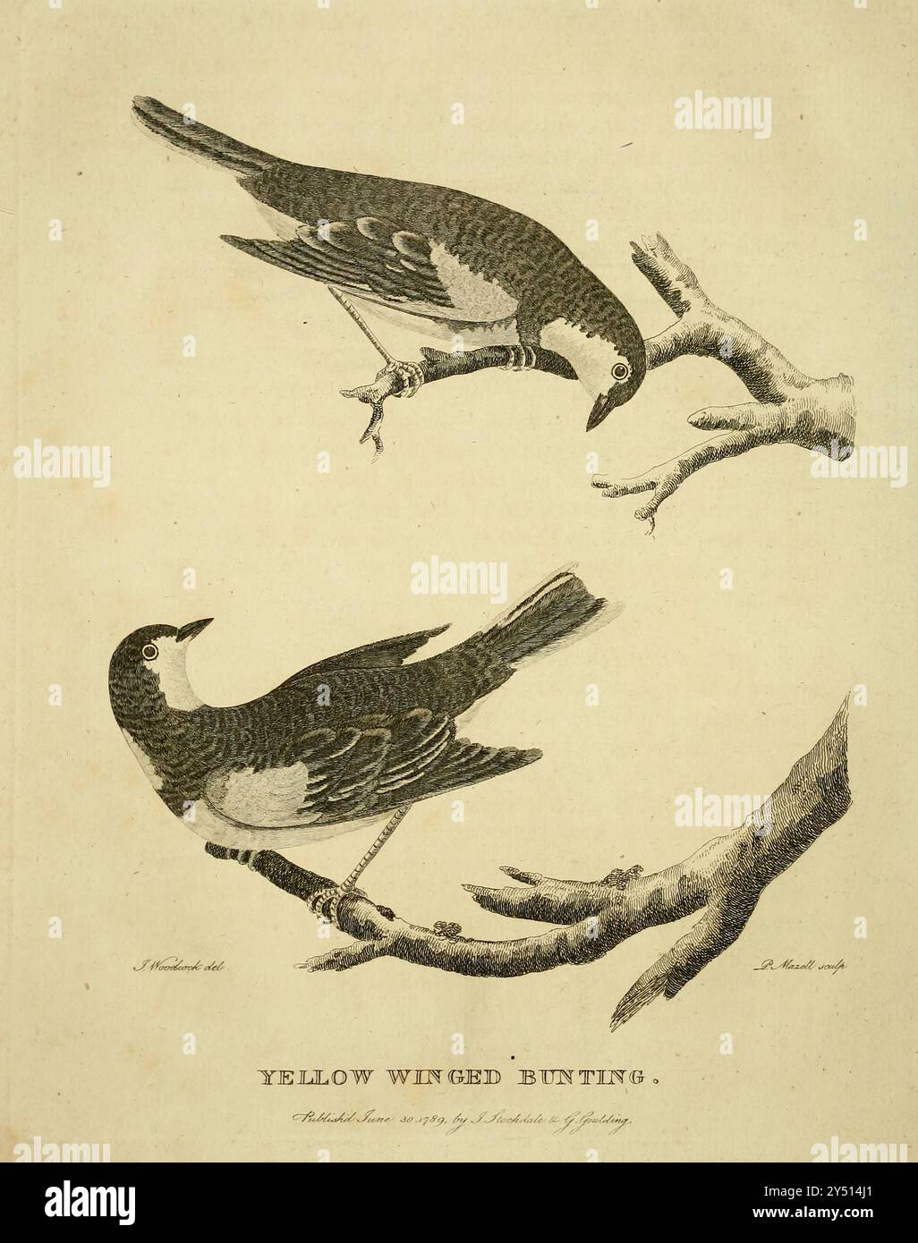 Yellow Winged Bunting from A Voyage Around the World von Captain George ...
