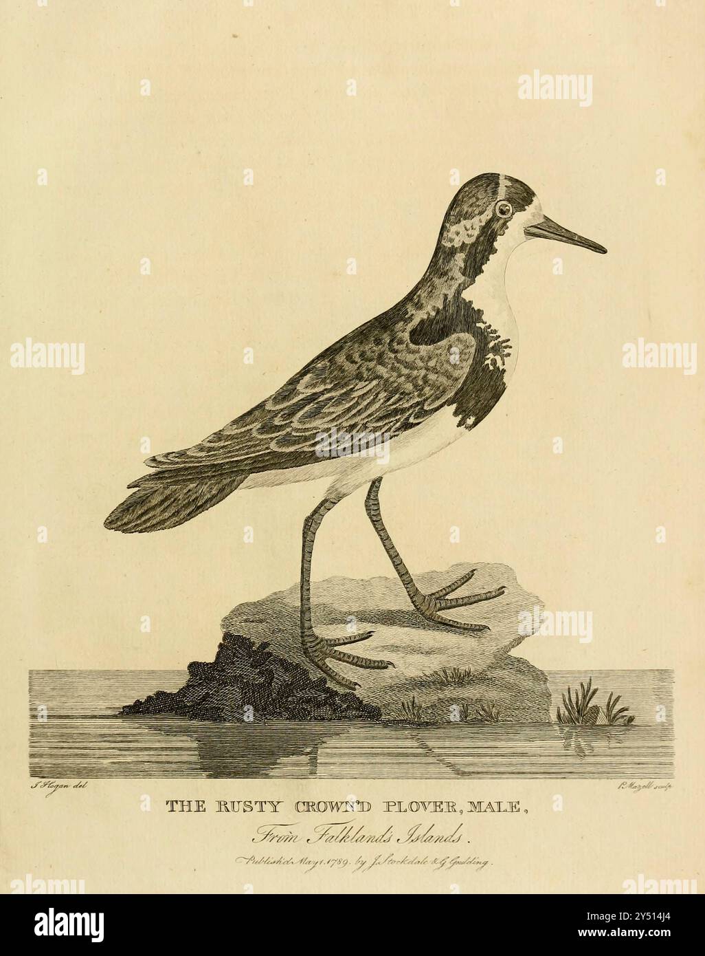 Der männliche Rusty gekrönte Plover von den Falklandinseln aus Einer ...