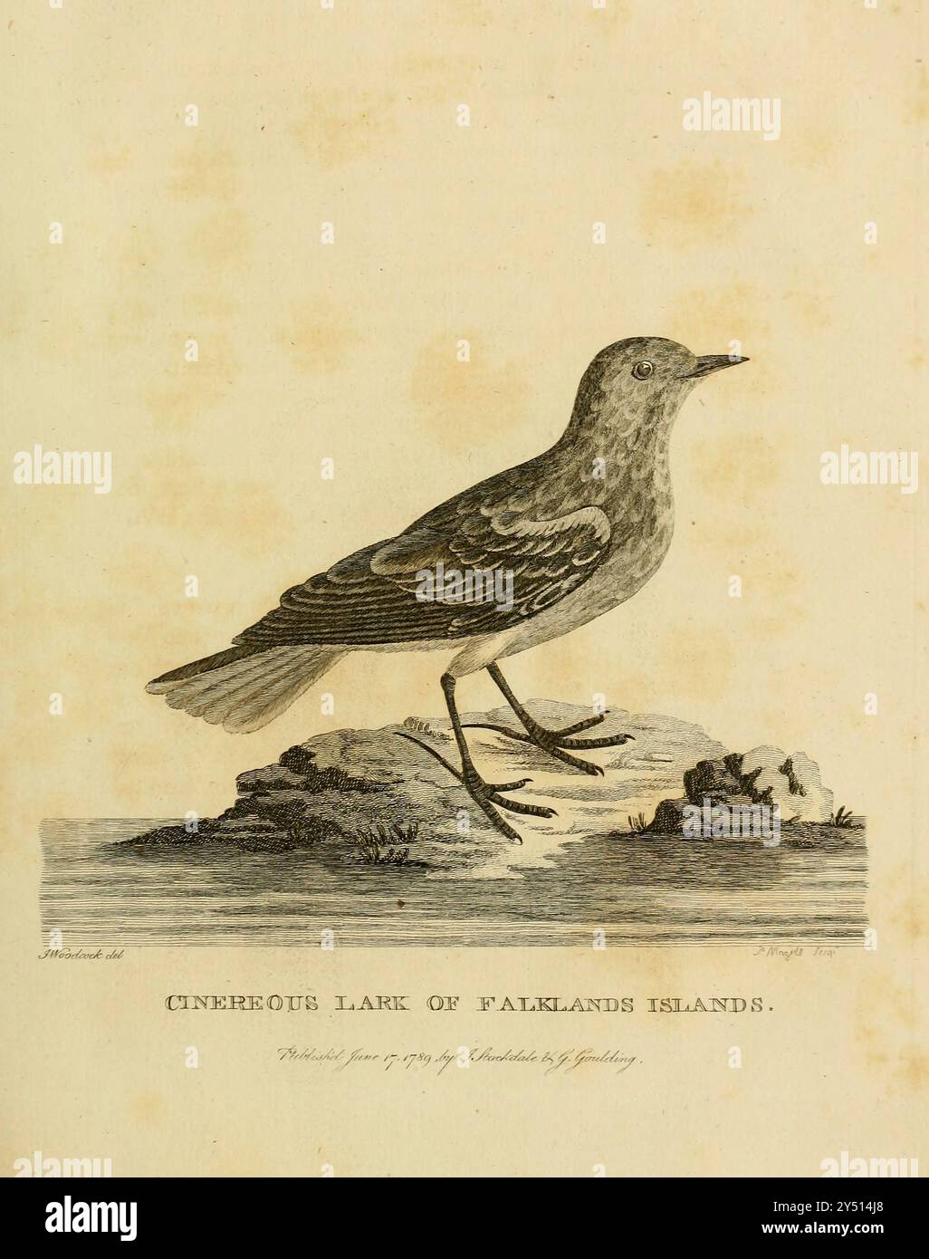 Cinereous Lark of Falkland Islands from A Voyage Around the World von ...