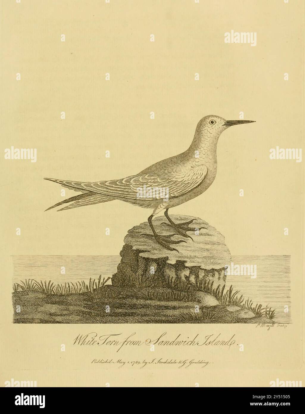 White Tern from A Voyage Around the World von Captain George Dixon und ...
