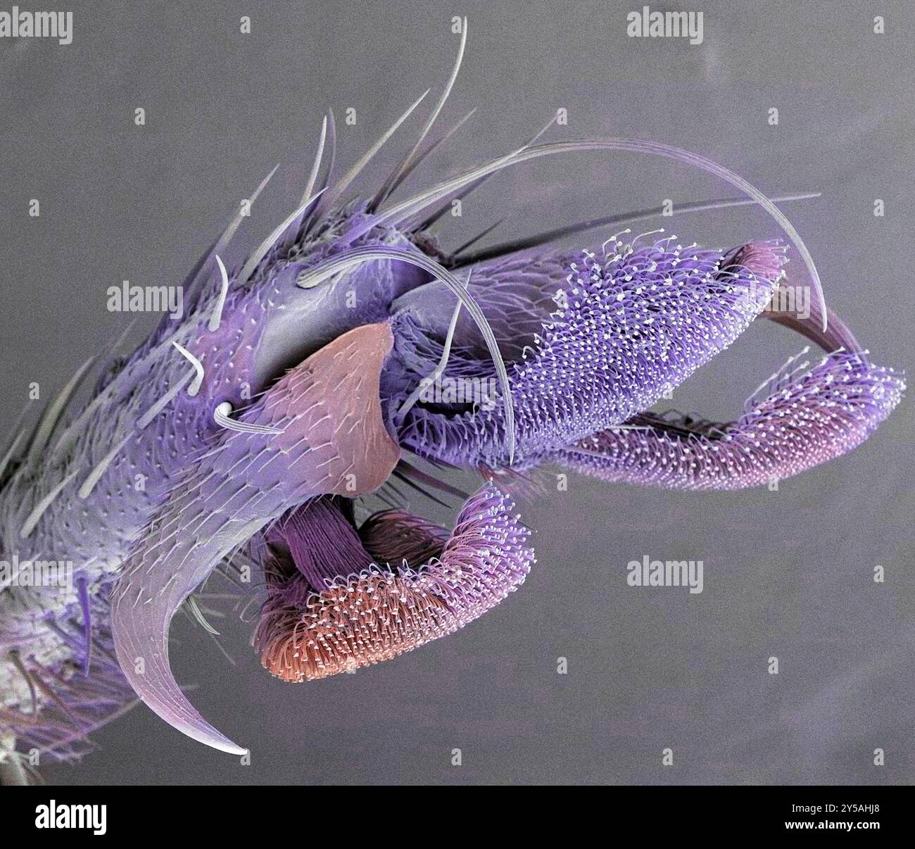 Bluebottle Fly Foot, farbiges Rasterelektronenmikrogramm (REM). Die ...