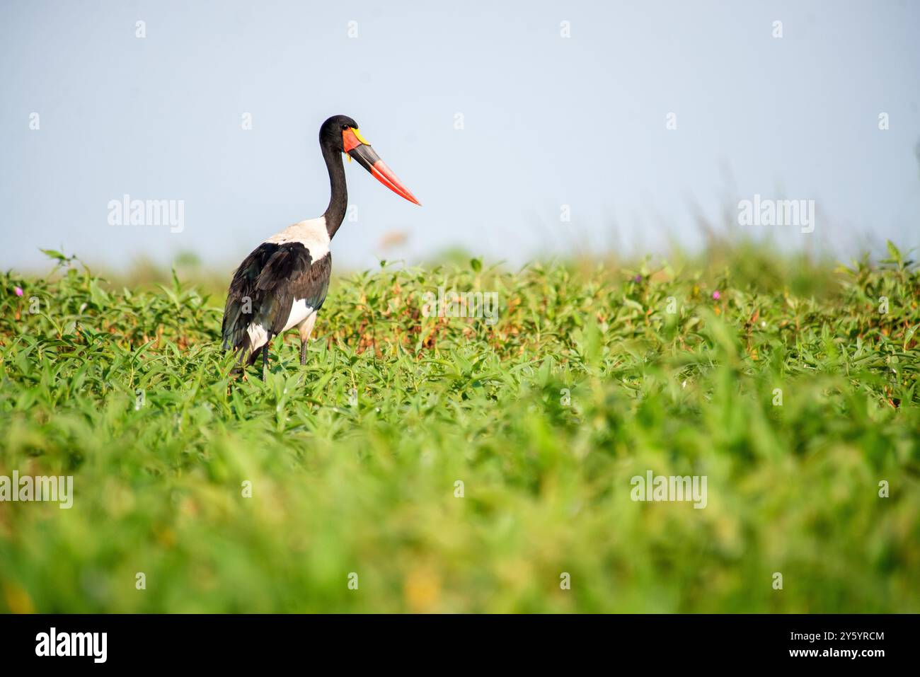 Sabble - abgerechneter Bestand ( Ephippiorhynchus senegalensis) in der ...