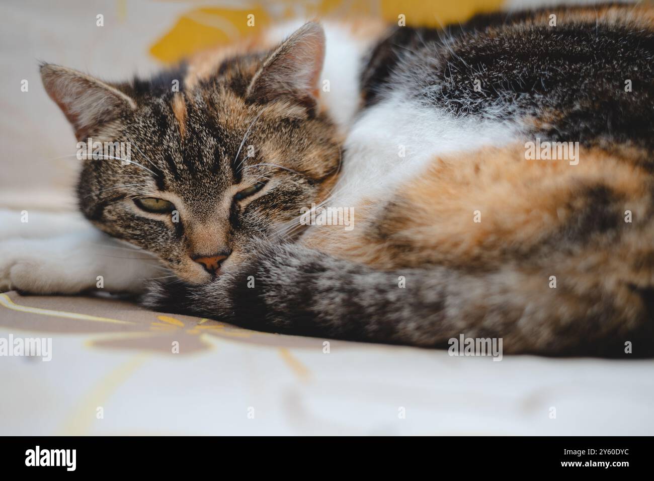 Die verschlafene Calico-Katze kuschelt sich bequem an, legt ihren Kopf ...