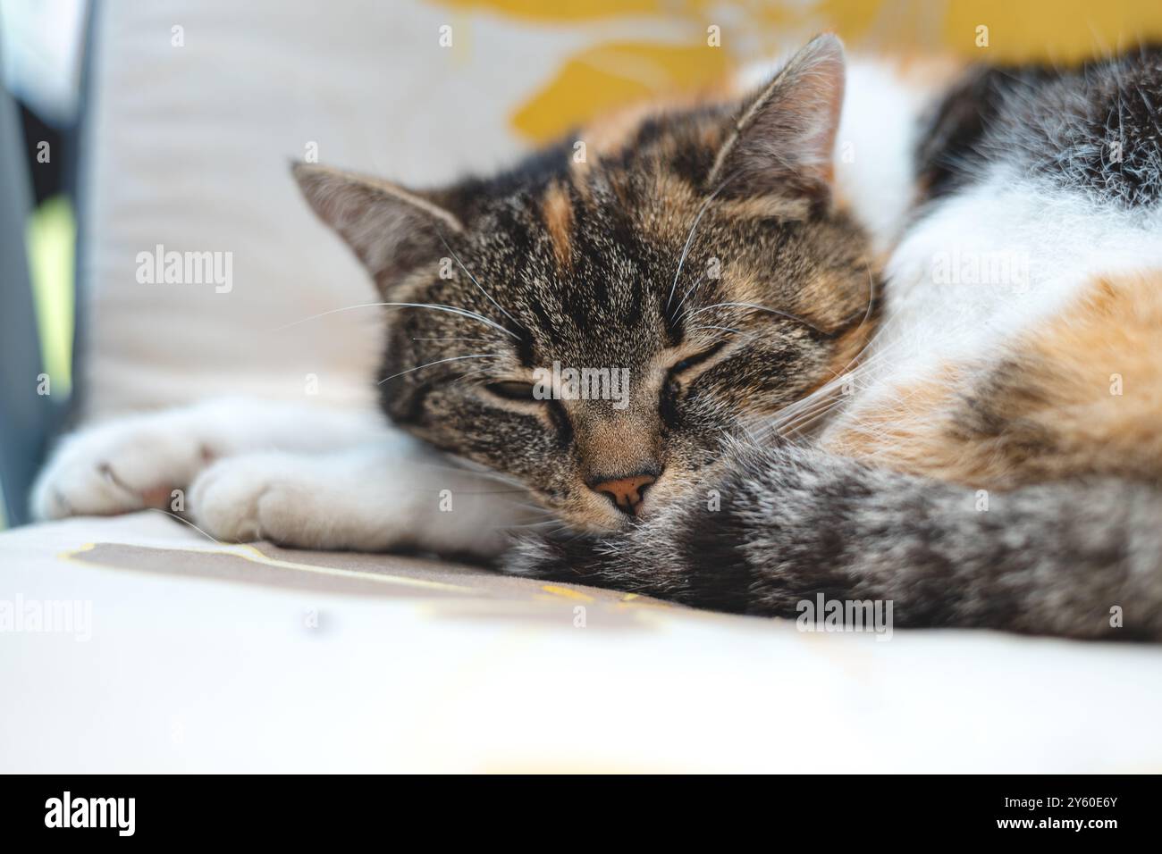 Die verschlafene Calico-Katze kuschelt sich bequem an, legt ihren Kopf ...