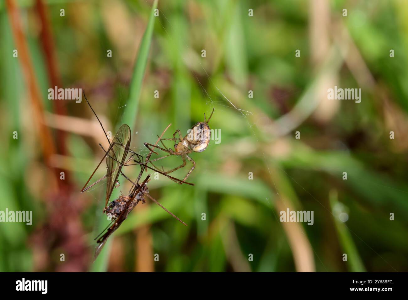 Gartenspinne Araneus diadematus im Web mit Kranfliege oder Papa langen ...