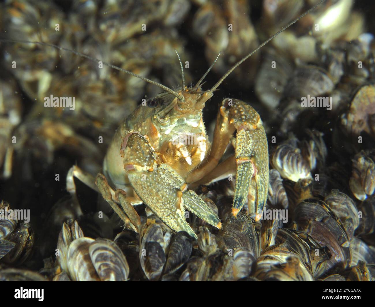 Bei Flusskrebsen (Faxonius limosus) mit sichtbaren Antennen ...