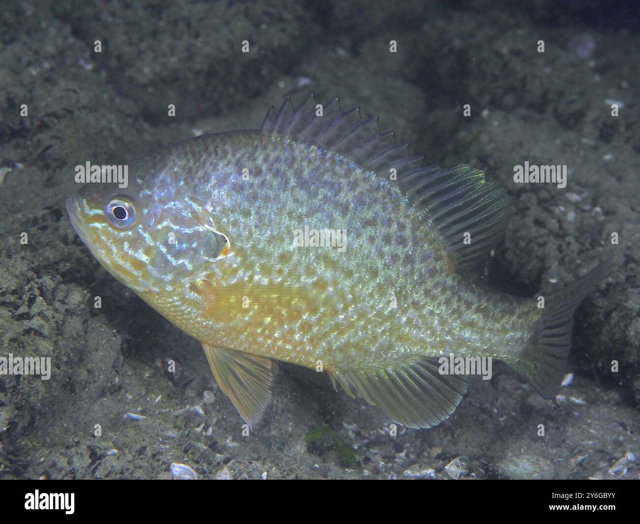 Ein Fisch mit bunten Schuppen, Kürbissonnenfisch (Lepomis gibbosus ...