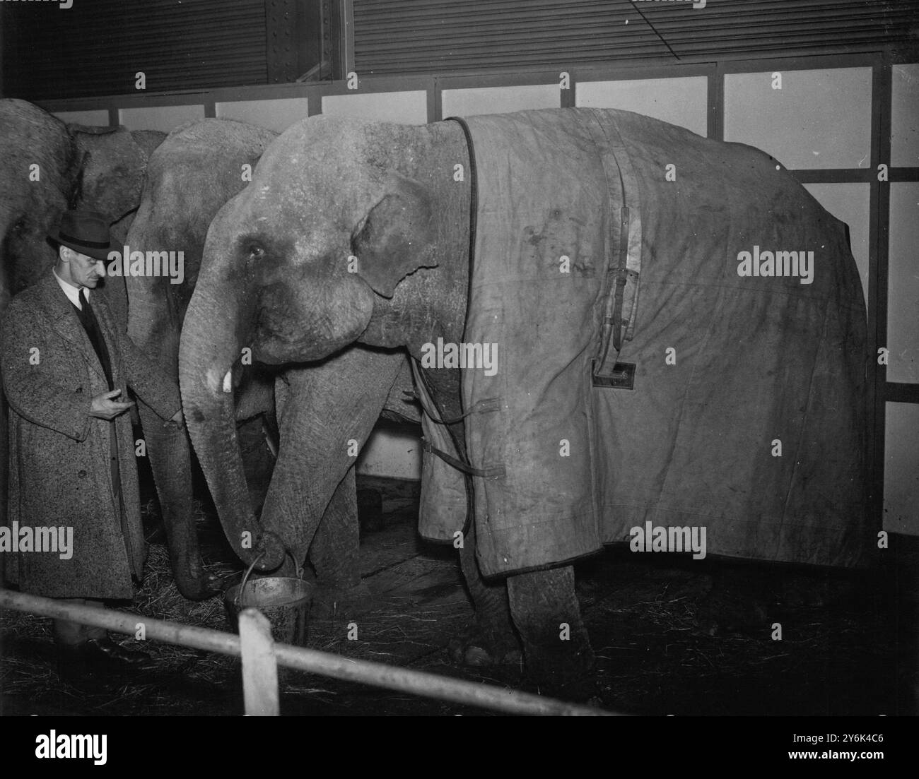 Besucher des Maidstone Zoo Park , Kent , England , sehen nun als ...