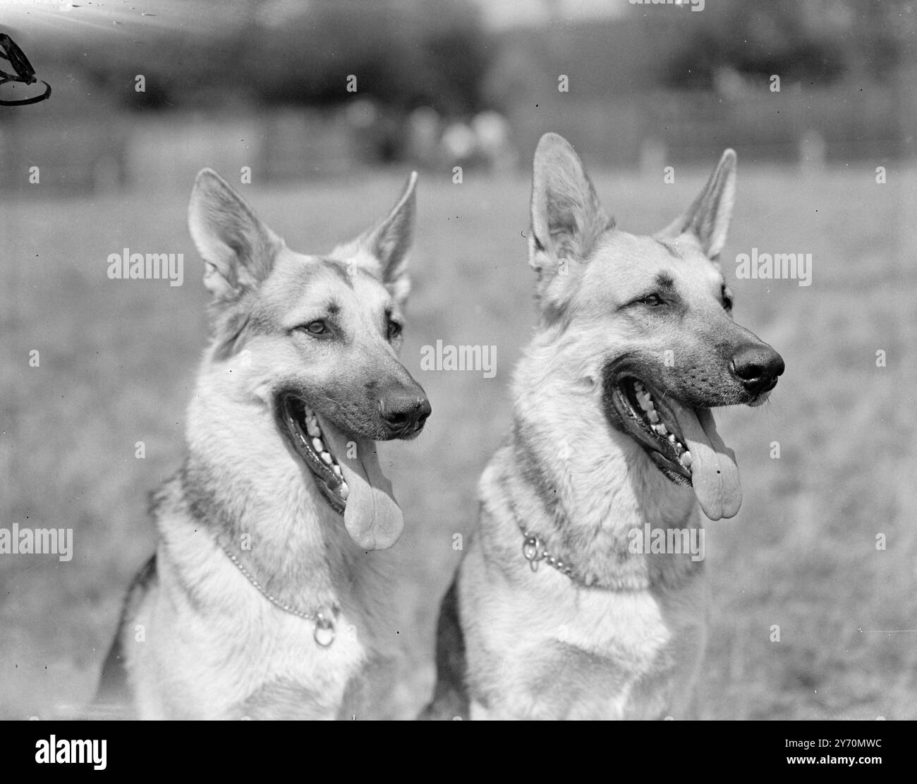 GEHIRN UND SCHÖNHEIT diese würdevollen Elsässer TEMAGIMI STURM DES ...