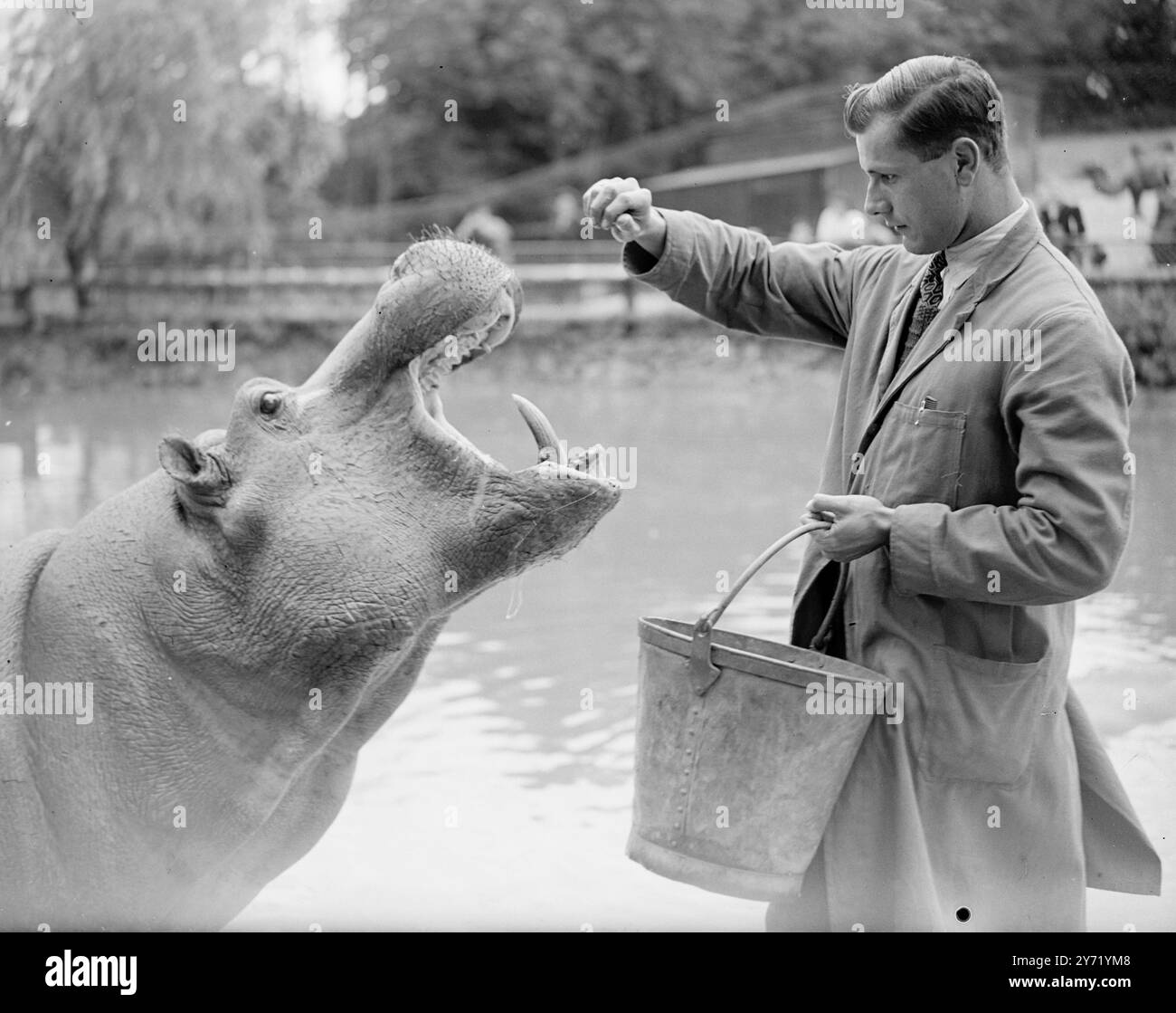 OTTO AUS HAMBURG vor kurzem ist OTTO, ein zahmer Hippopotamus aus dem ...