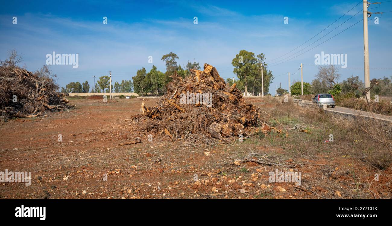 Ein Haufen toter und erkrankter reifer Olivenbäume, die von Xylella ...