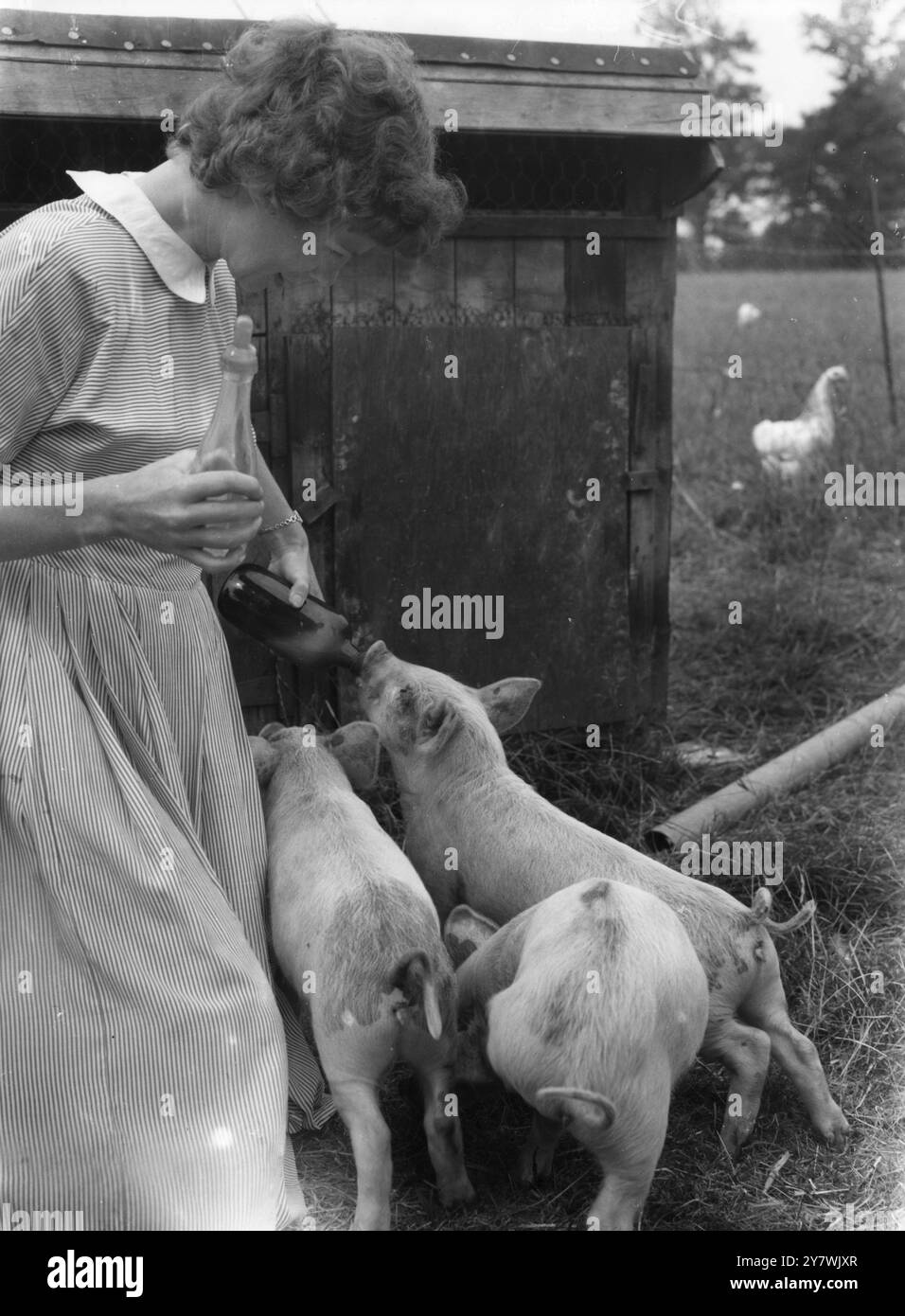 Frau mit ferkel -Fotos und -Bildmaterial in hoher Auflösung – Alamy