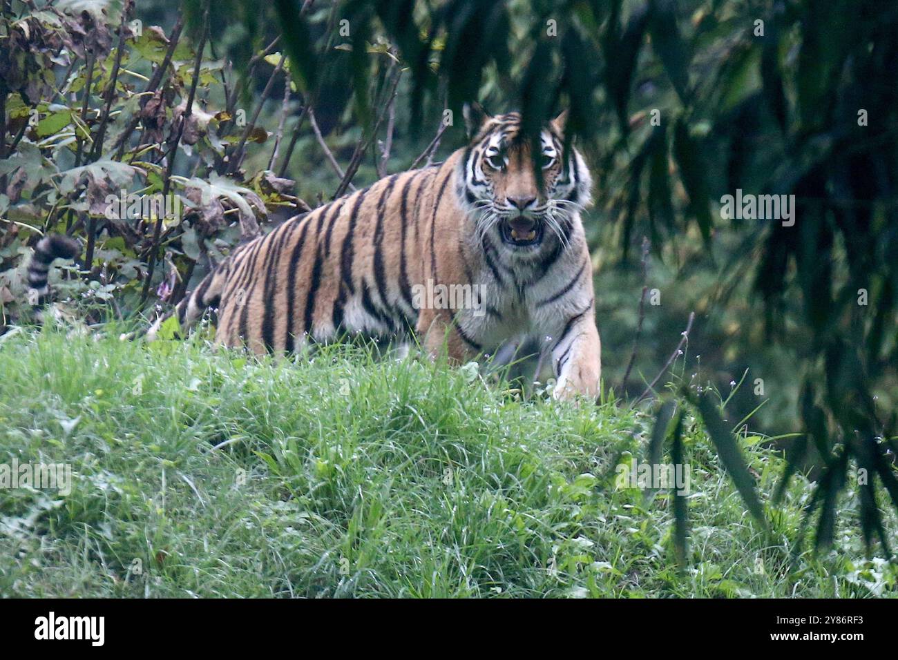 02.10.2024, xsvx, Reise Urlaub, Italien Gardasee emwir, v.l. Fauna Park ...