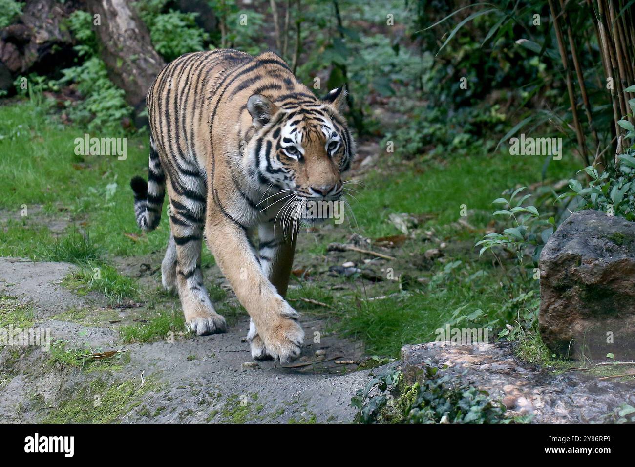 02.10.2024, xsvx, Reise Urlaub, Italien Gardasee emwir, v.l. Fauna Park ...