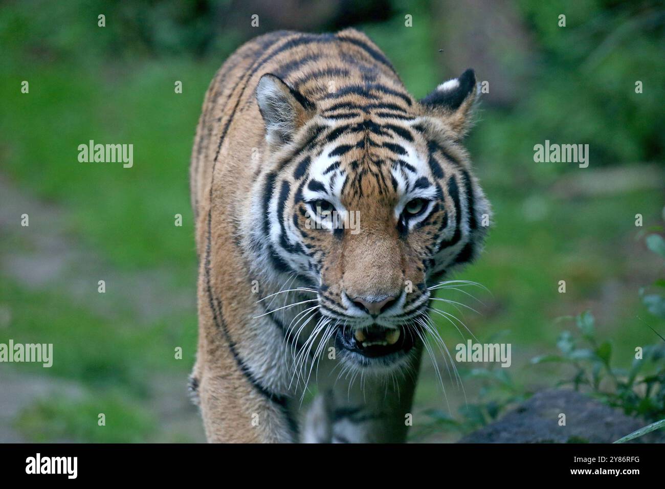 02.10.2024, xsvx, Reise Urlaub, Italien Gardasee emwir, v.l. Fauna Park ...