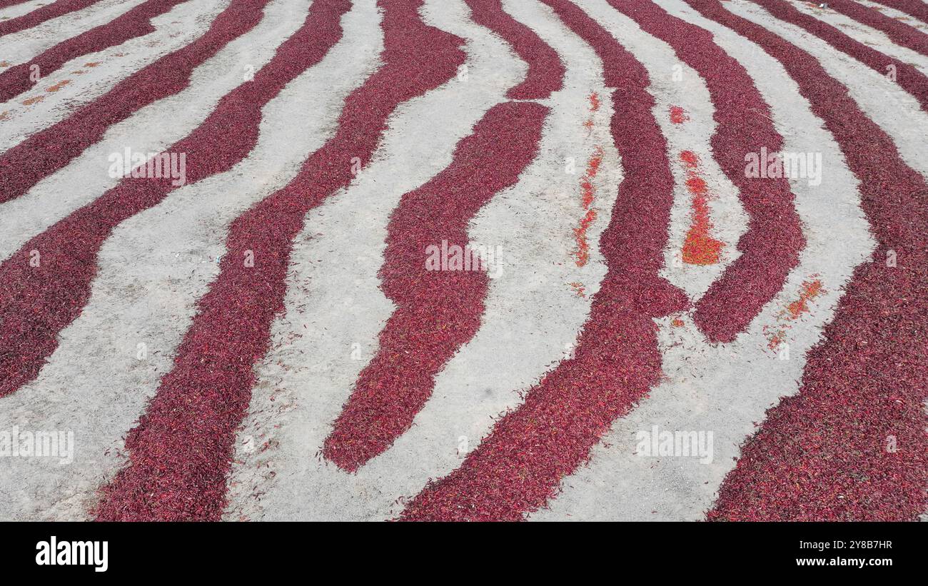 HAMI, CHINA - 3. OKTOBER 2024 - Bauern nutzen den großen ...
