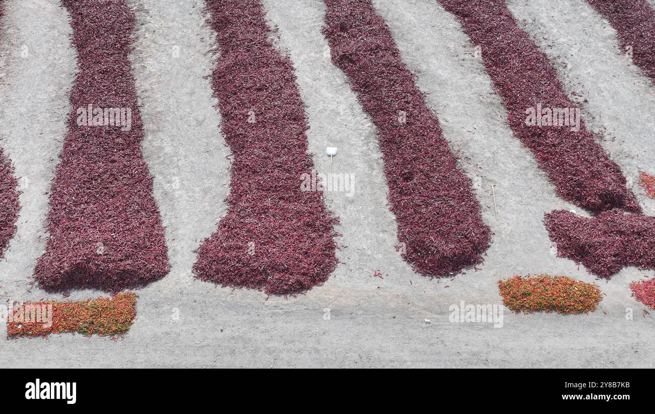 HAMI, CHINA - 3. OKTOBER 2024 - Bauern nutzen den großen ...