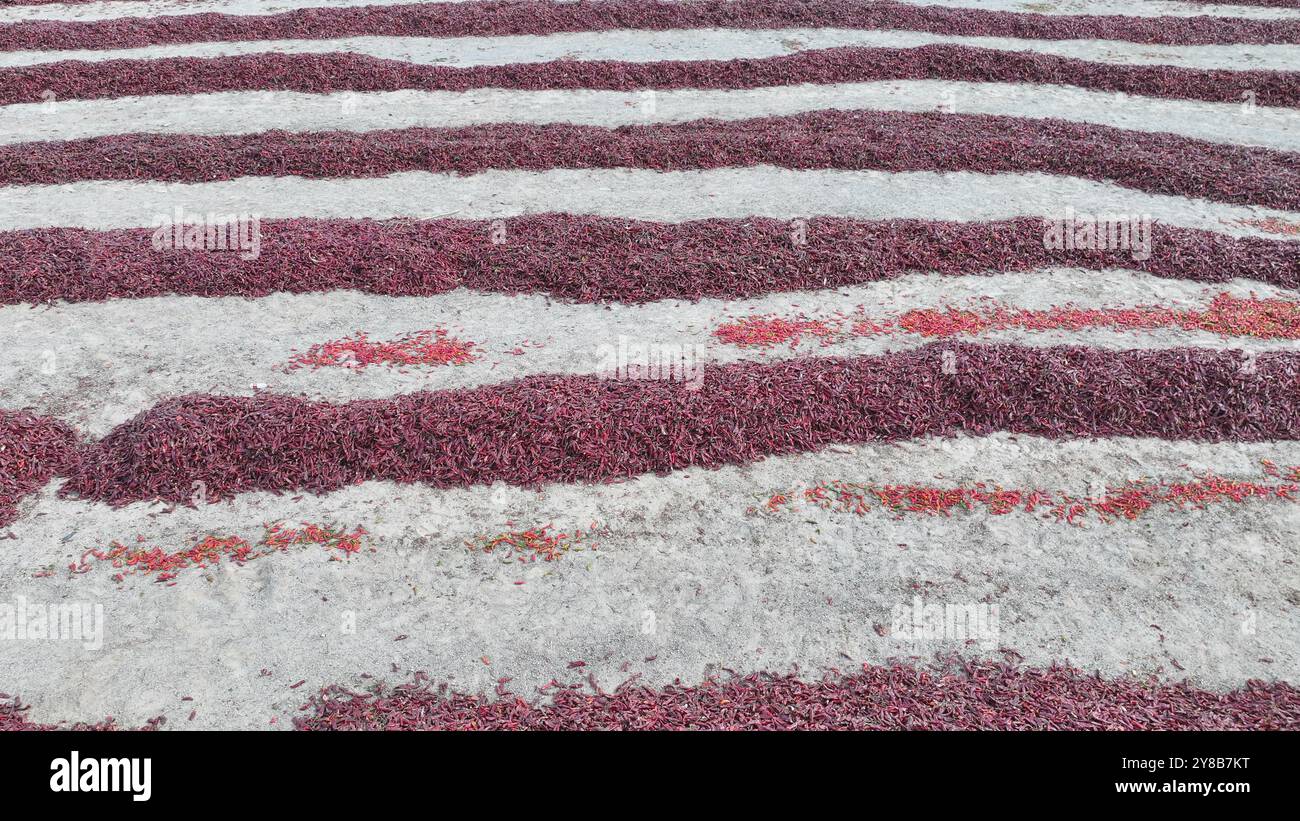 HAMI, CHINA - 3. OKTOBER 2024 - Bauern nutzen den großen ...