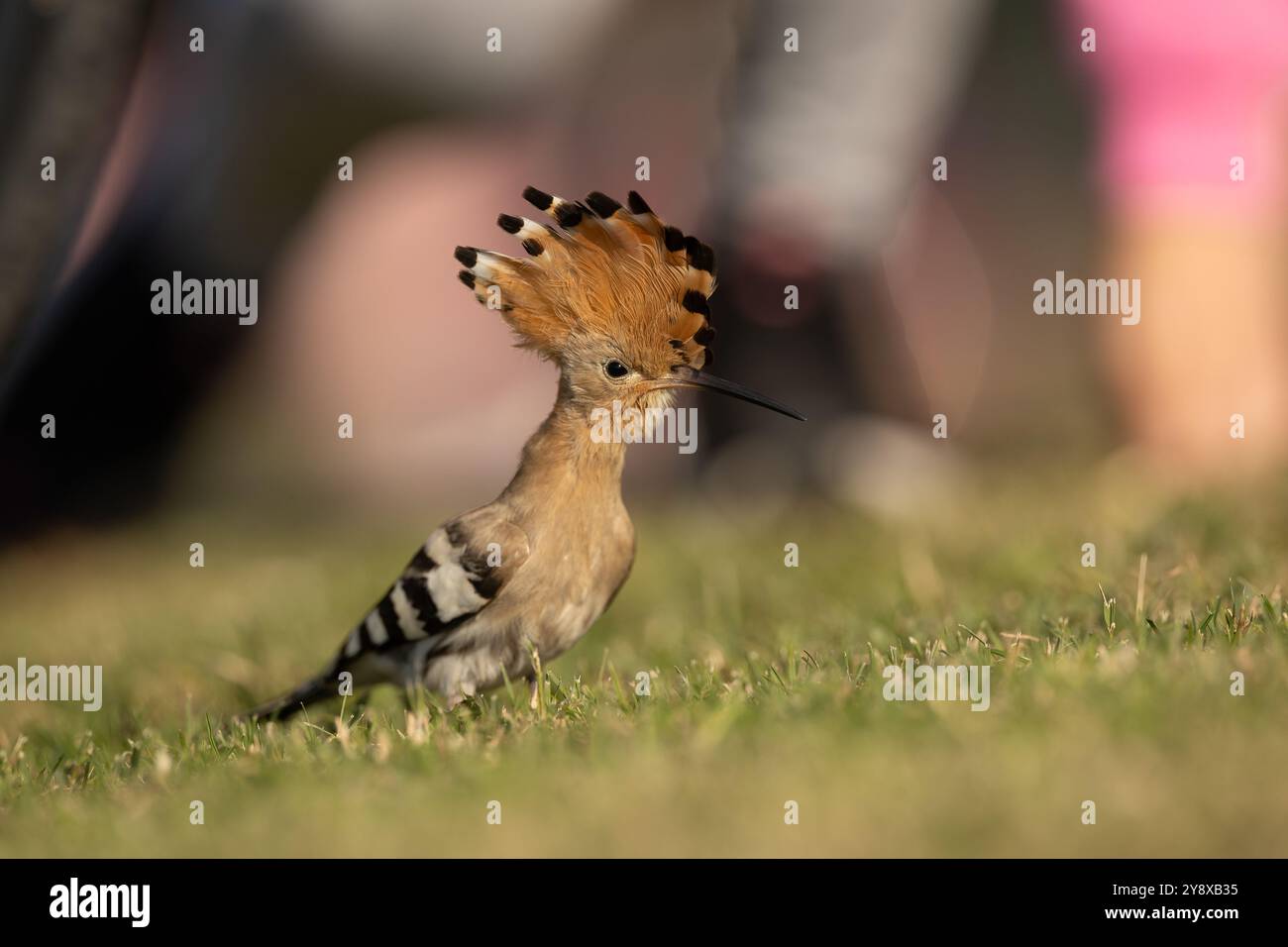 Swansea, Wales, Großbritannien. 7. Oktober 2024. Eine bemerkenswerte ...