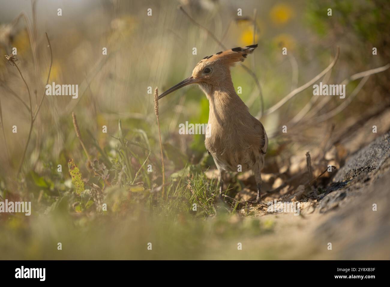 Swansea, Wales, Großbritannien. 7. Oktober 2024. Eine bemerkenswerte ...
