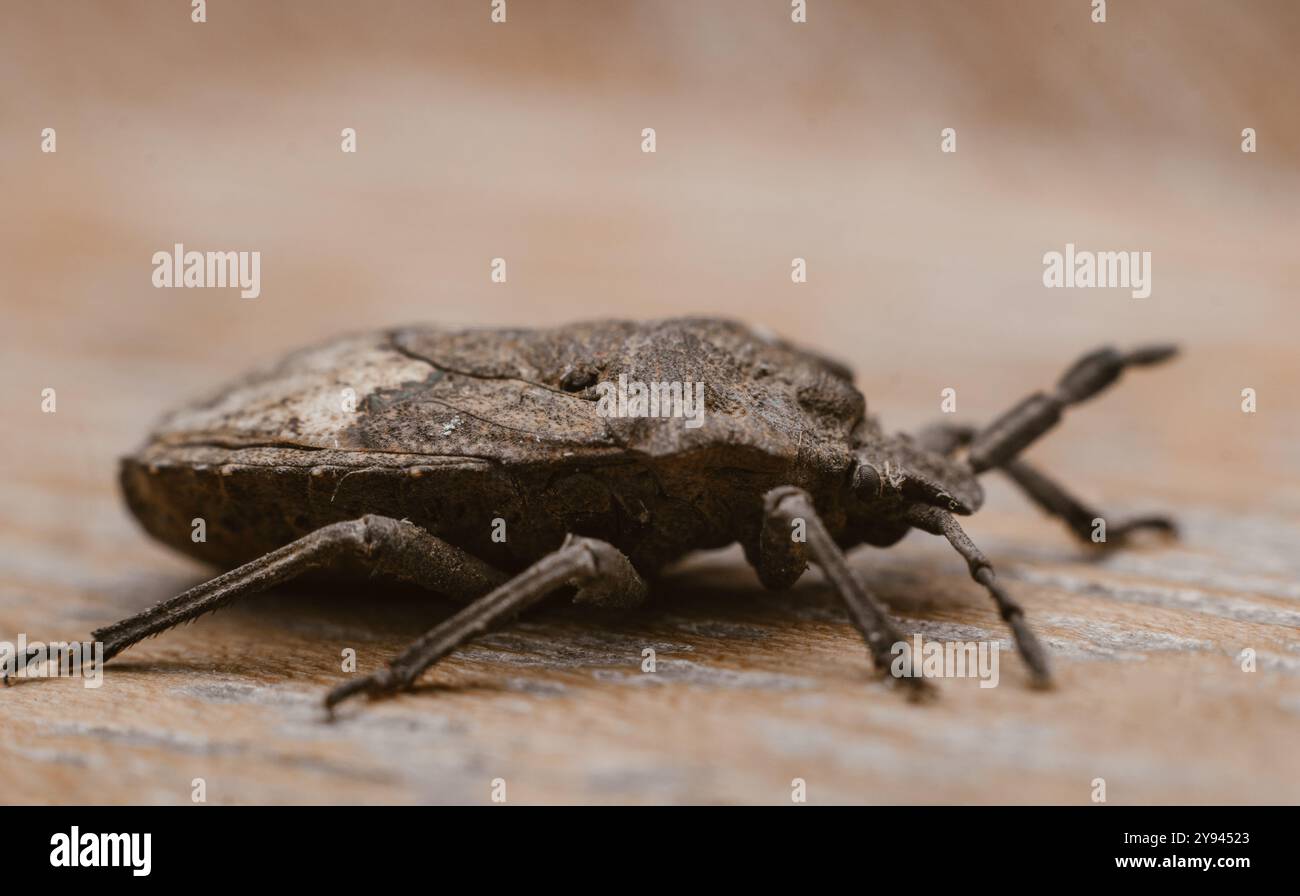 Nahaufnahmefoto der stinkwanze -Fotos und -Bildmaterial in hoher ...