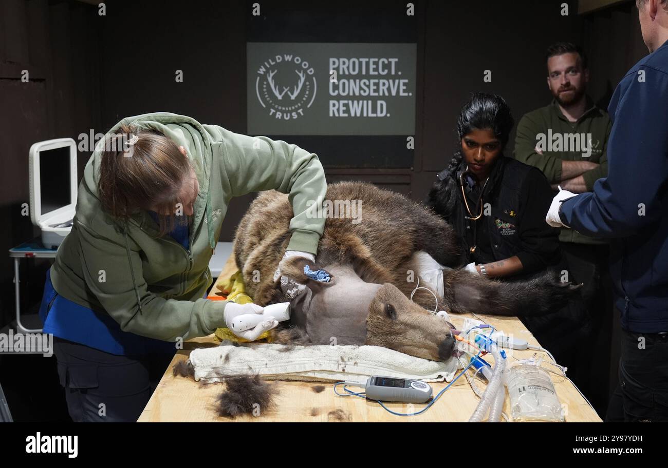 Boki, ein zweijähriger Braunbär, wird vor der Operation von dem ...
