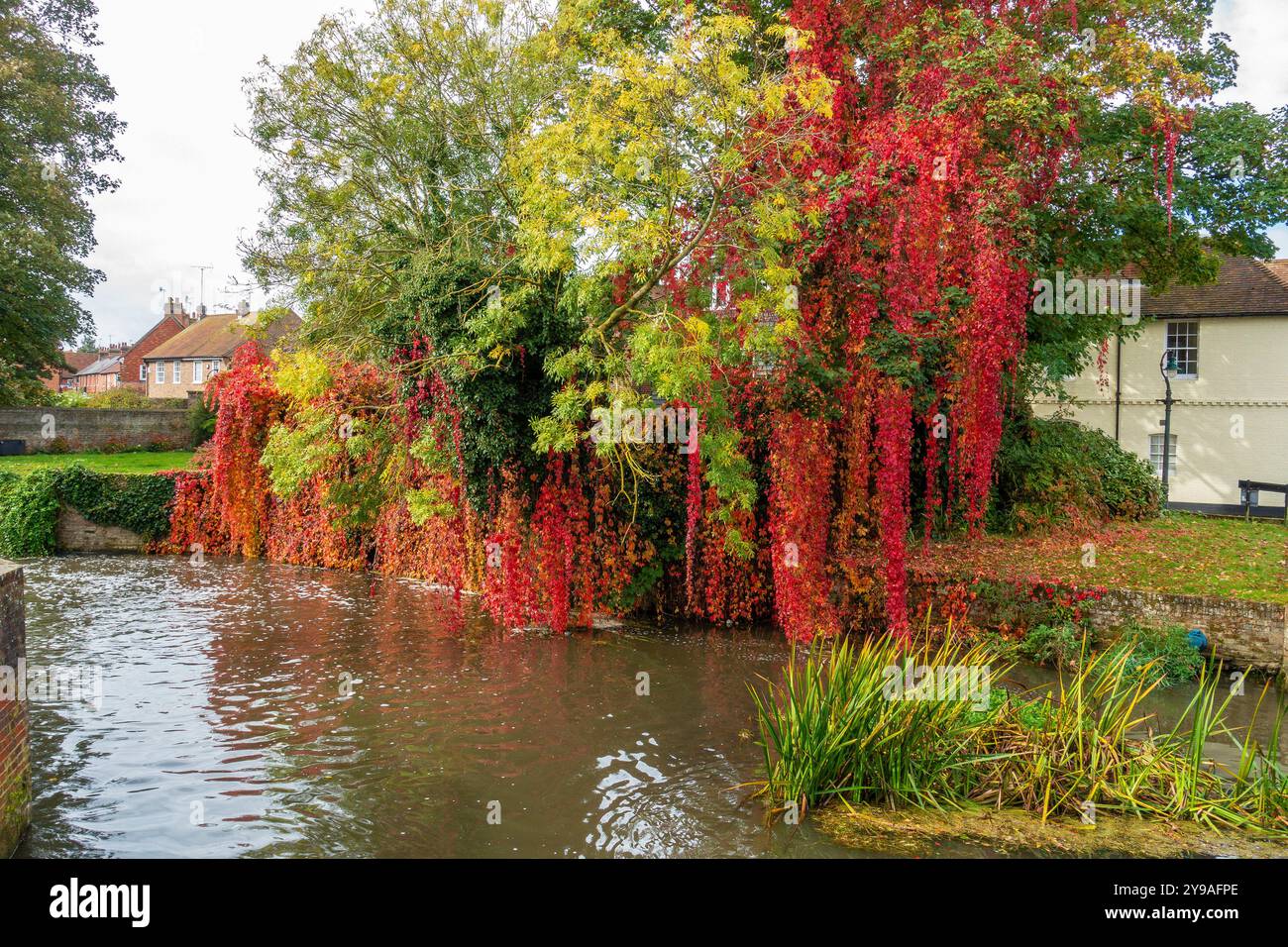 Parthenocissus quinquefolia, bekannt als Virginia Creeper, Weir ...