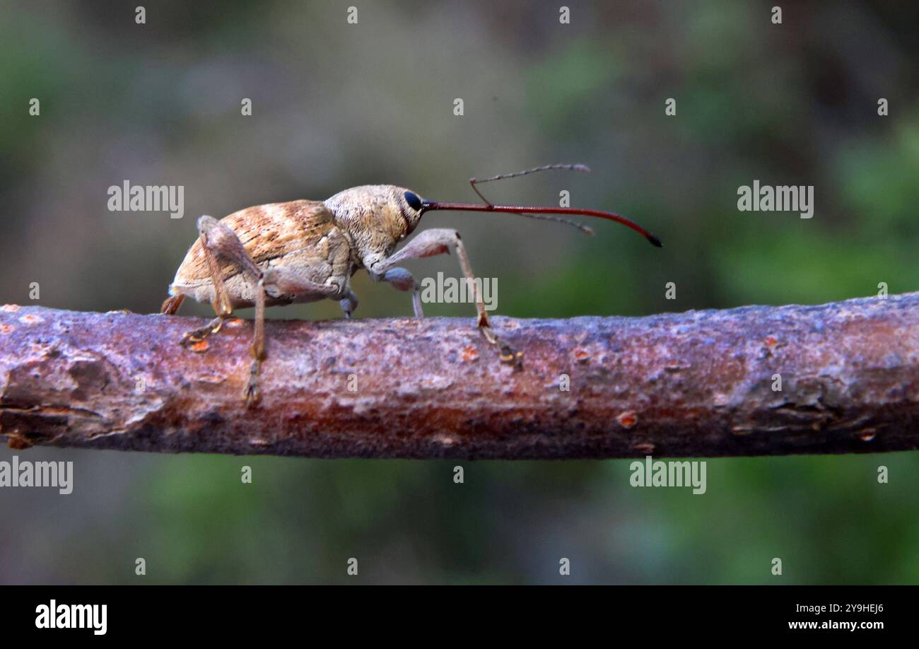 22.09.2024 / Kroatien Rabac Käfer Kerfe Coleoptera Biodiversität Insekt Insekten Makroaufnahme ...