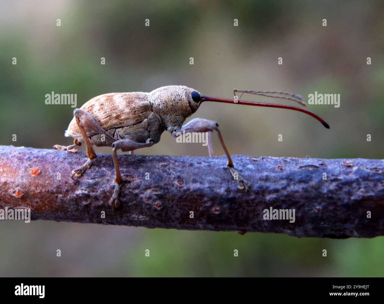 22.09.2024 / Kroatien Rabac Käfer Kerfe Coleoptera Biodiversität Insekt Insekten Makroaufnahme ...