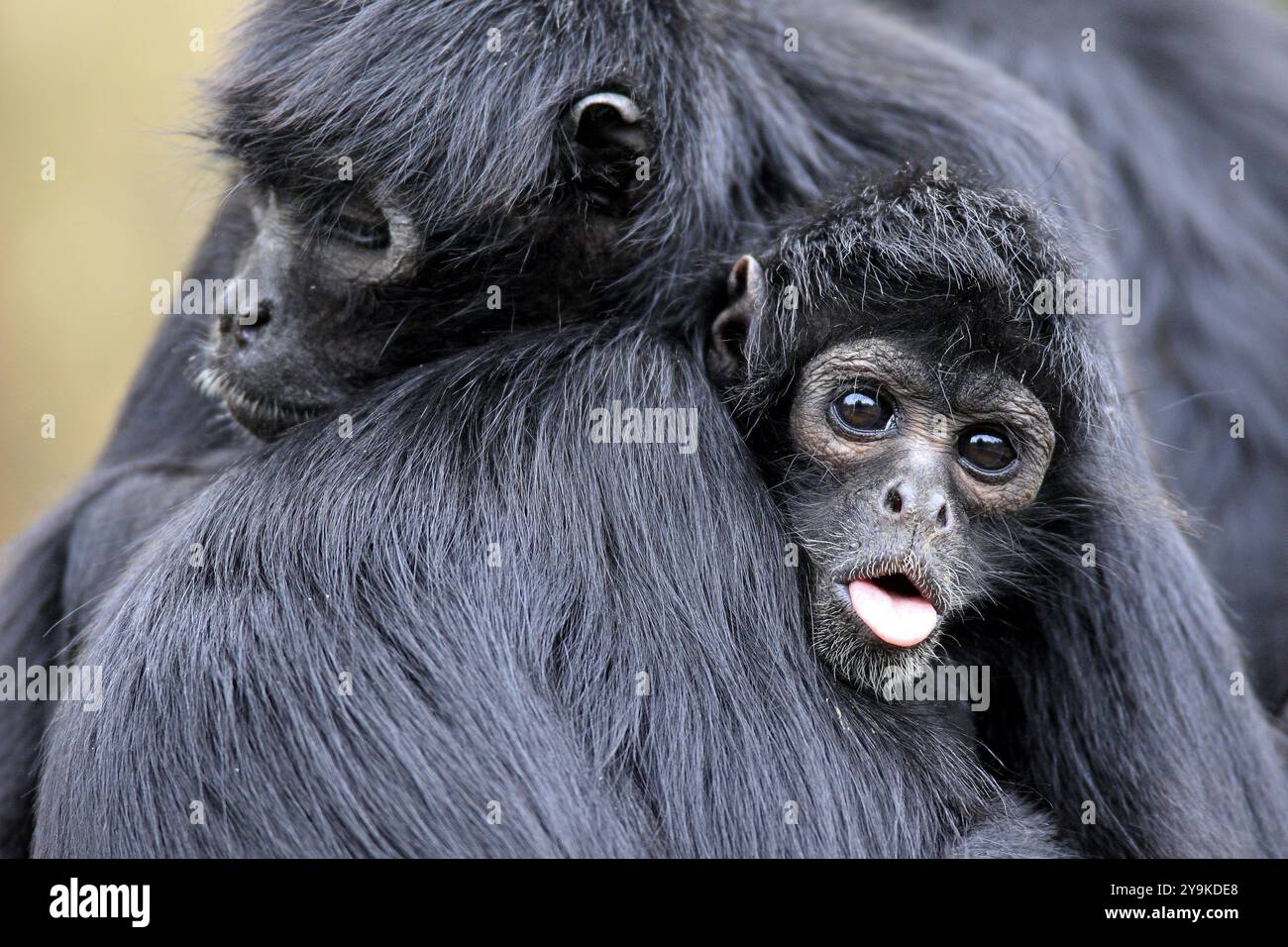 Braunköpfiger Spinnenaffe (Ateles fusciceps robustus), Erwachsene ...