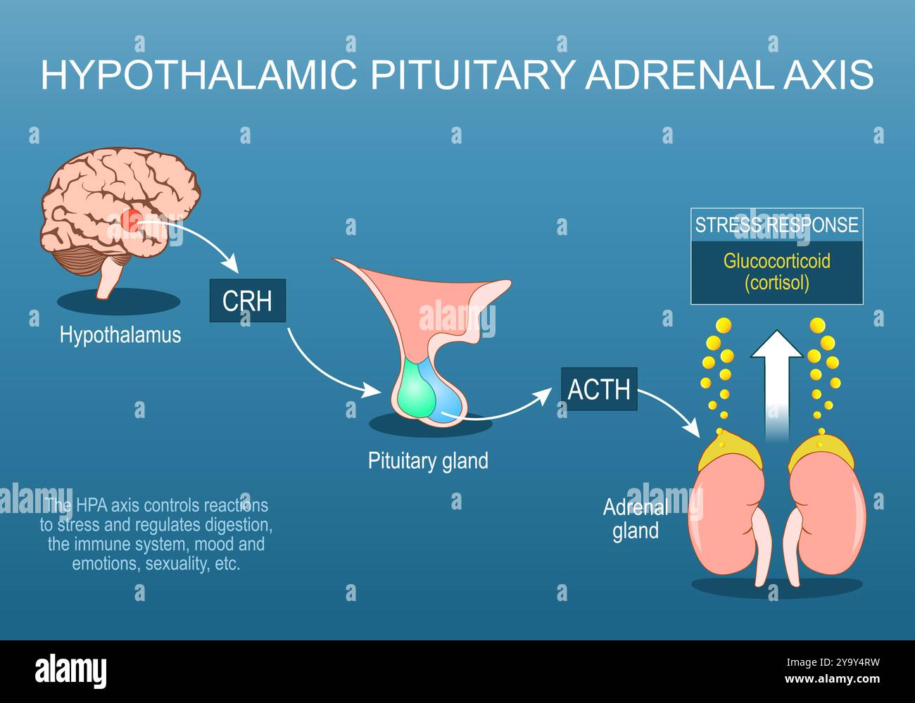 Hypothalamus hypophysen nebennieren achse -Fotos und -Bildmaterial in ...