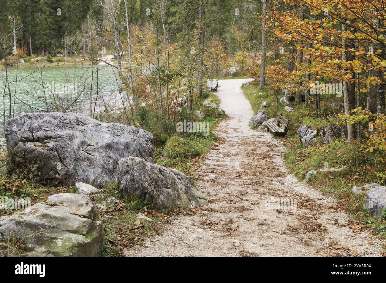 Wanderweg durch den verzauberten Wald am Hintersee in Bayern mit ...