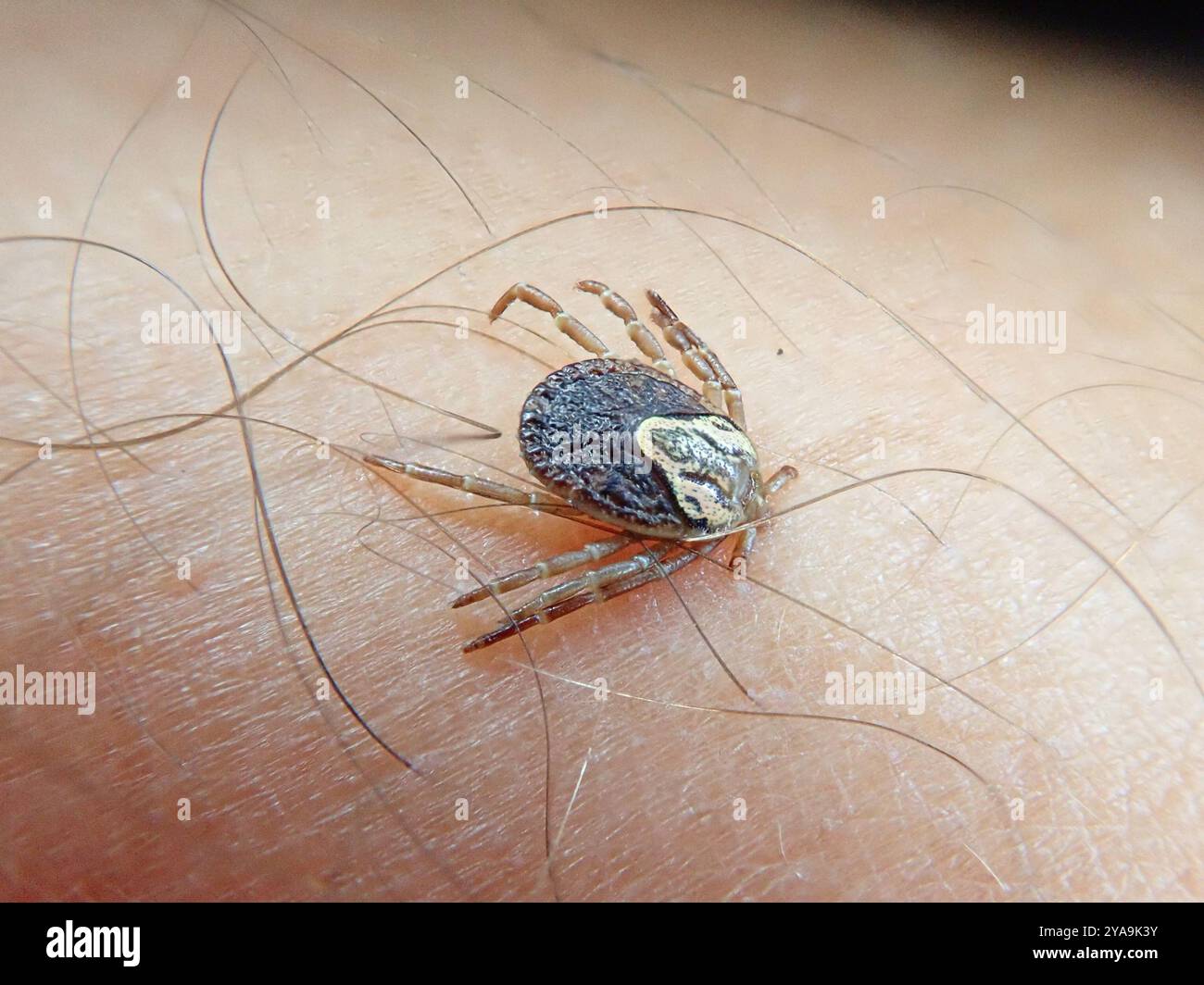 Amblyomma cajennense -Fotos und -Bildmaterial in hoher Auflösung – Alamy