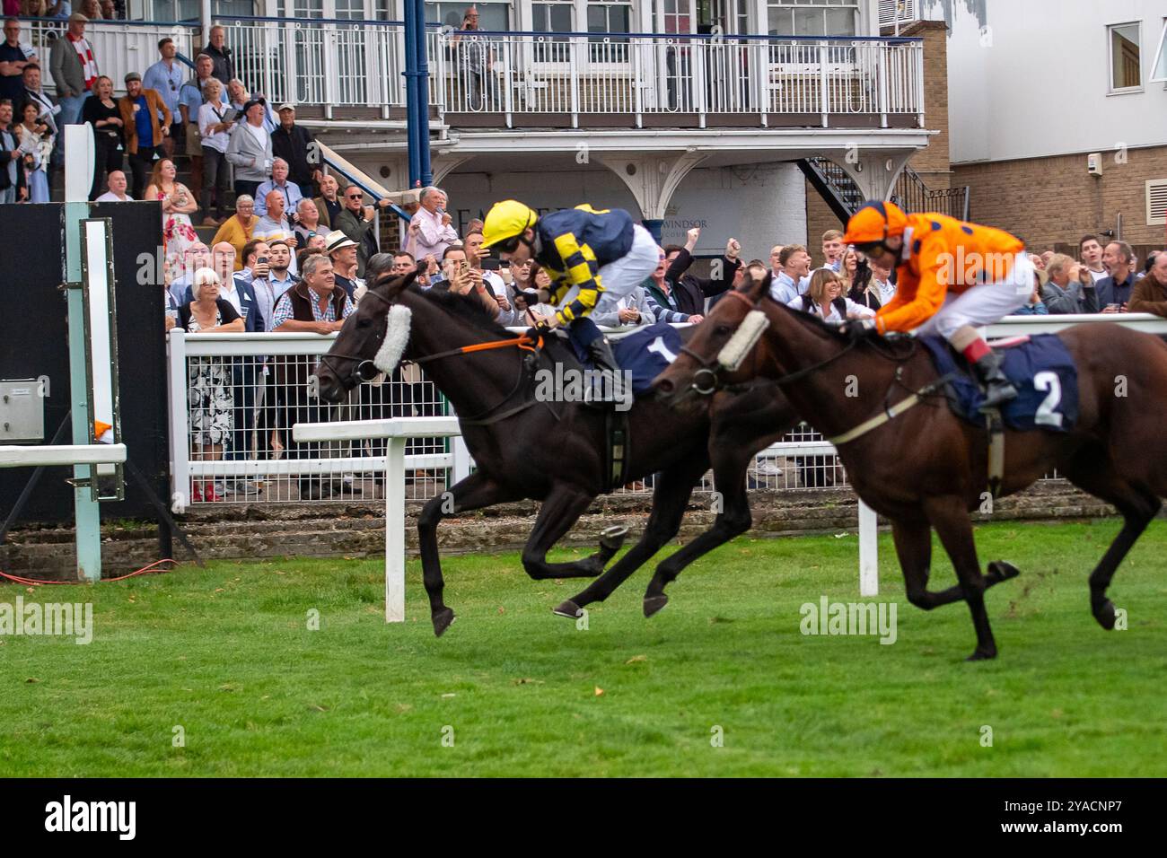 Windsor, Berkshire, Großbritannien. September 2024. DAISY ROOTS ...